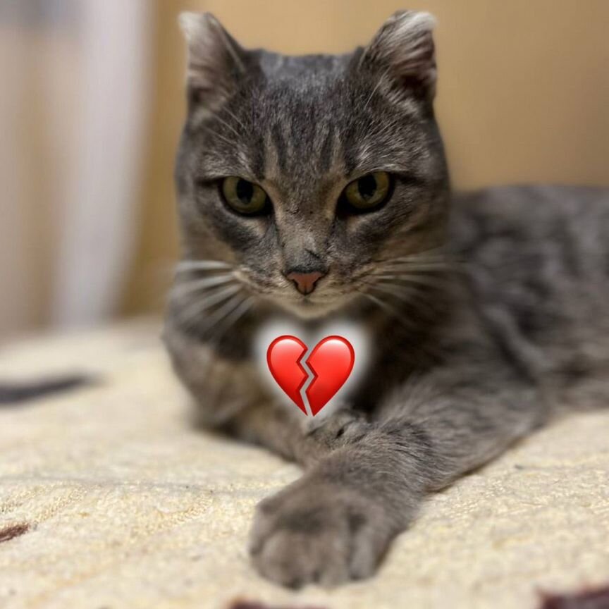 Бобтейл кошка ищет дом или передержку