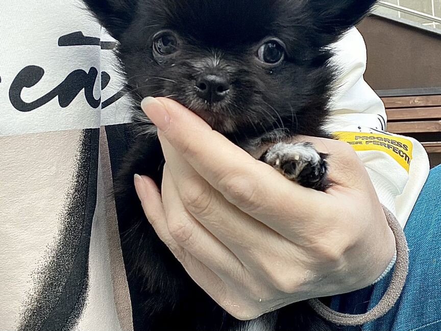 Девочка Чихуахуа