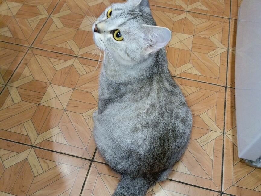 Кошки