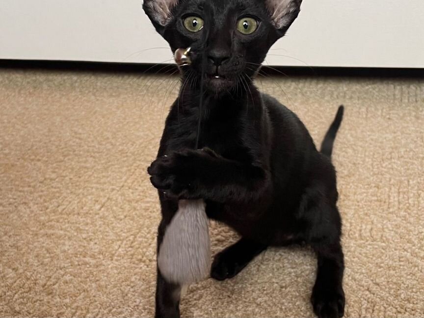 Ориентальная пантера