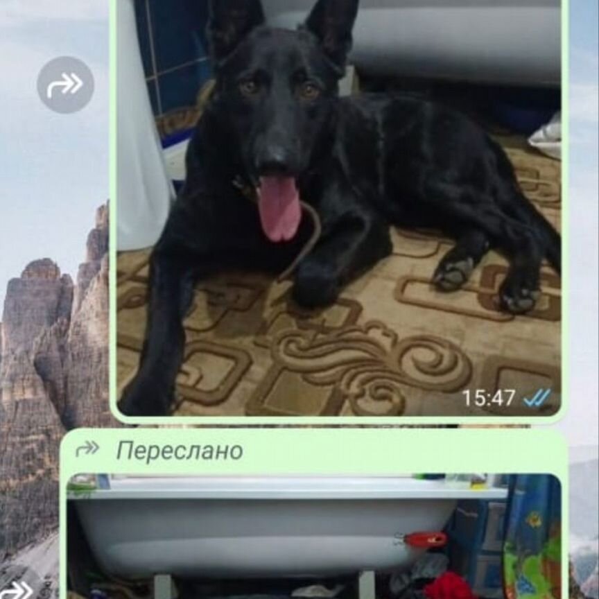 Ищем невесту Немецкая овчарка