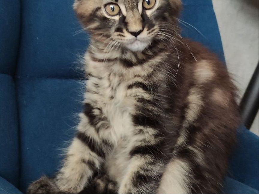 Котята мейн-кун