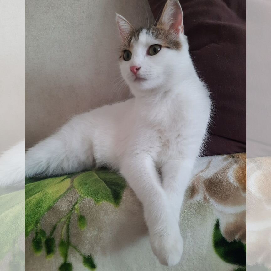 Кошка окраса Арлекин в добрые руки