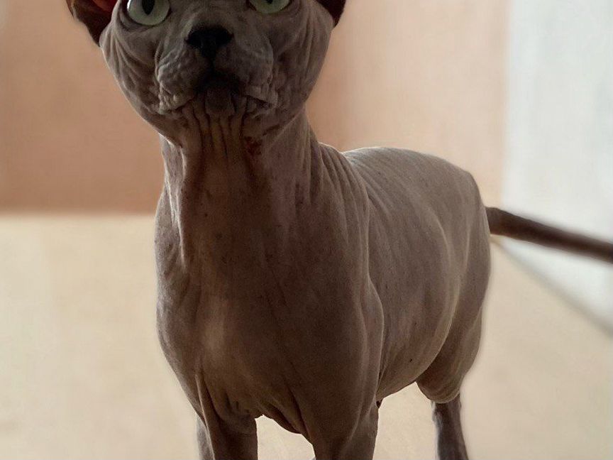 Канадский сфинкс