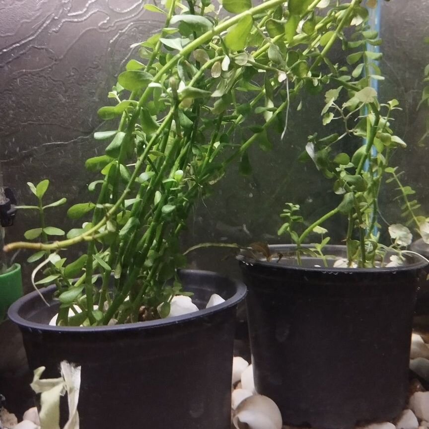 Аквариумные растения бакопа