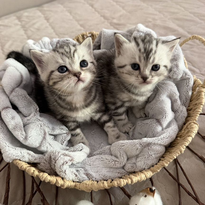Шотландский прямоухий короткошёрстный котёнок