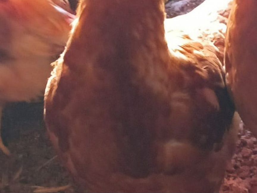 Домашняя птица