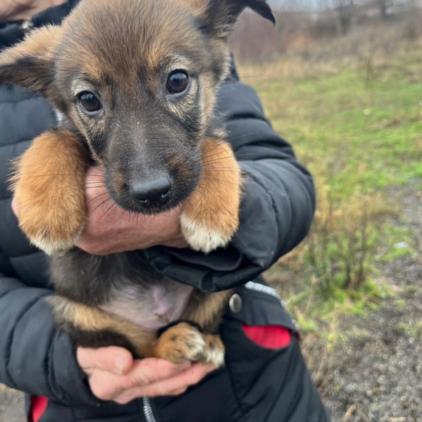 Девочка в добрые руки