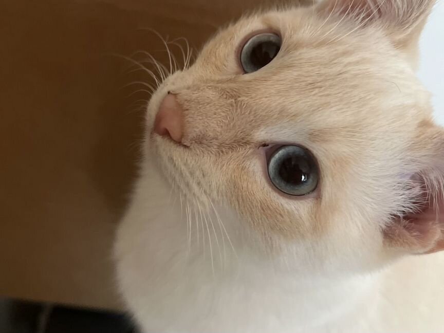 Котята в хорошие руки