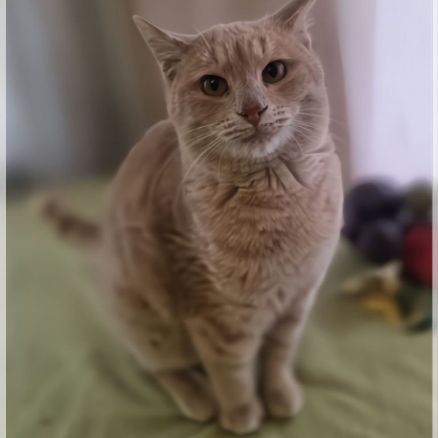 Взрослый кот в добрые руки