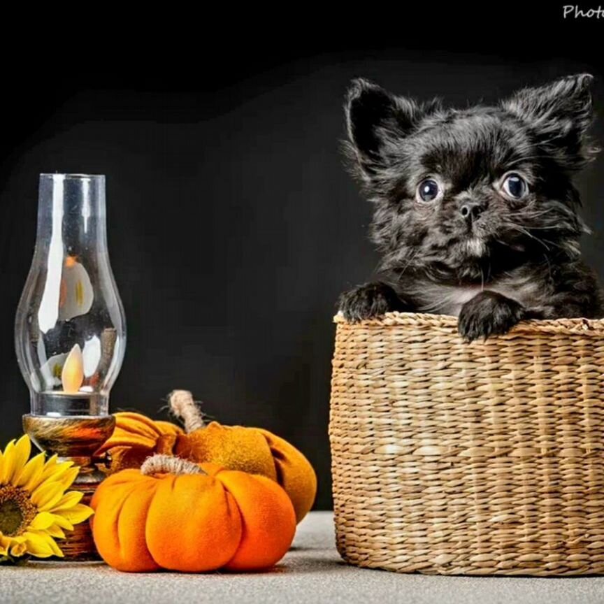 Чихуахуа девочка ежевичка