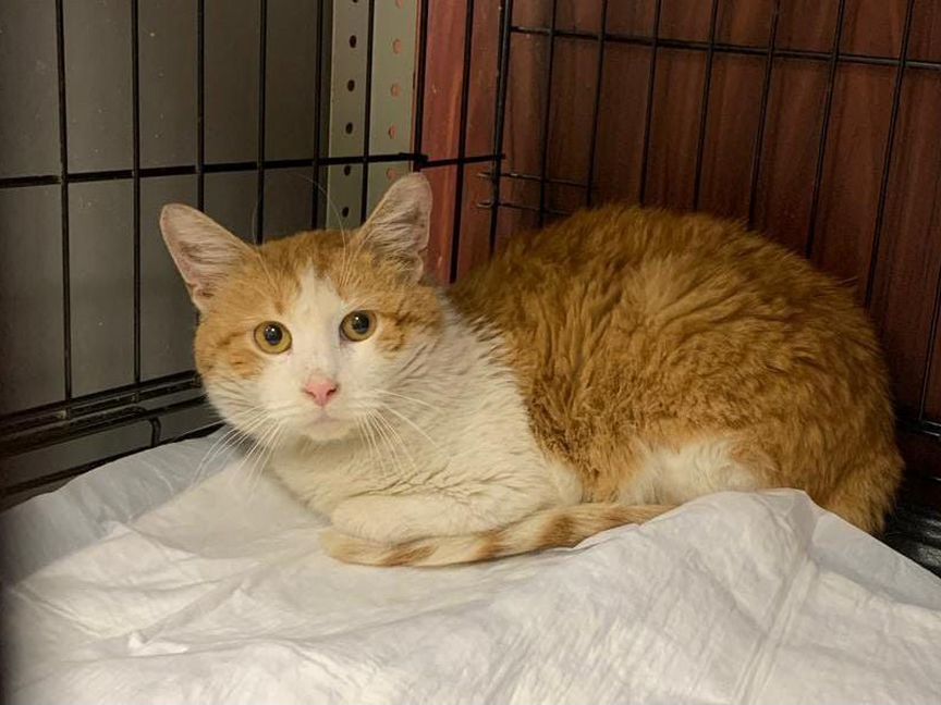 Заберите рыжика домой