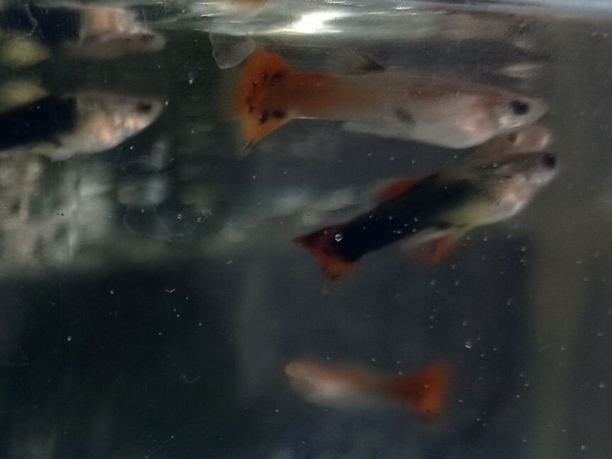 Аквариумные рыбки гуппи