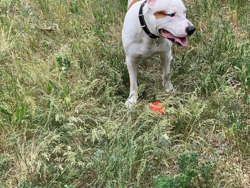 Стафарширский терьер