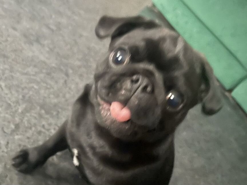 Мопс