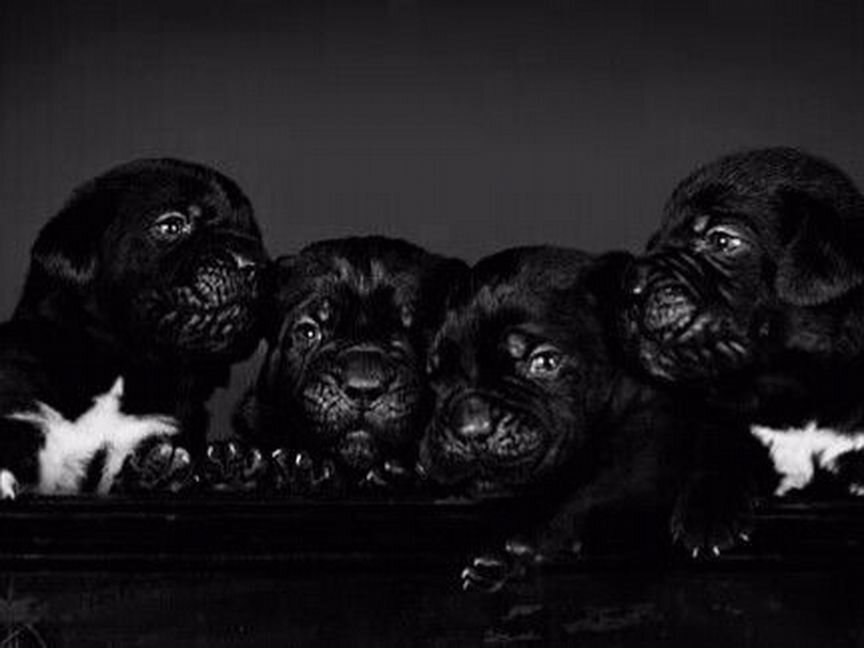 Чистокровные малыши кане корсо