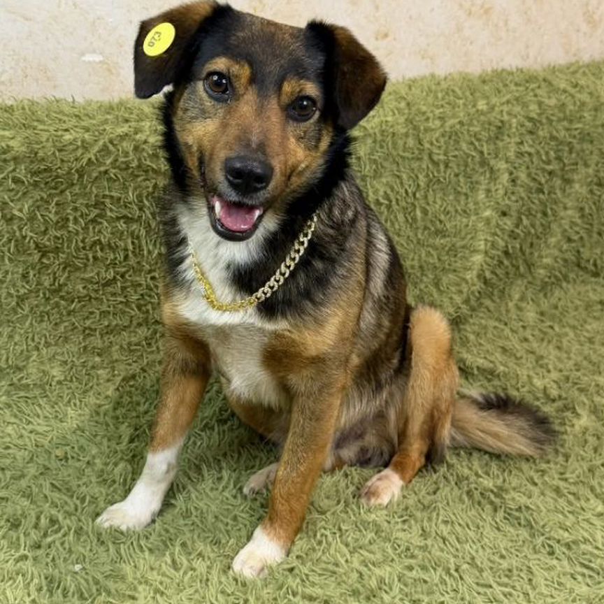 Взрослый пёс в добрые руки