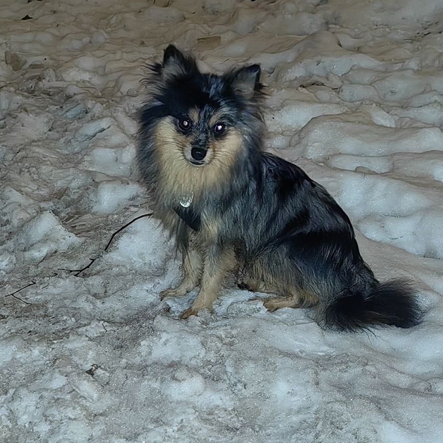 Померанский шпиц отдам