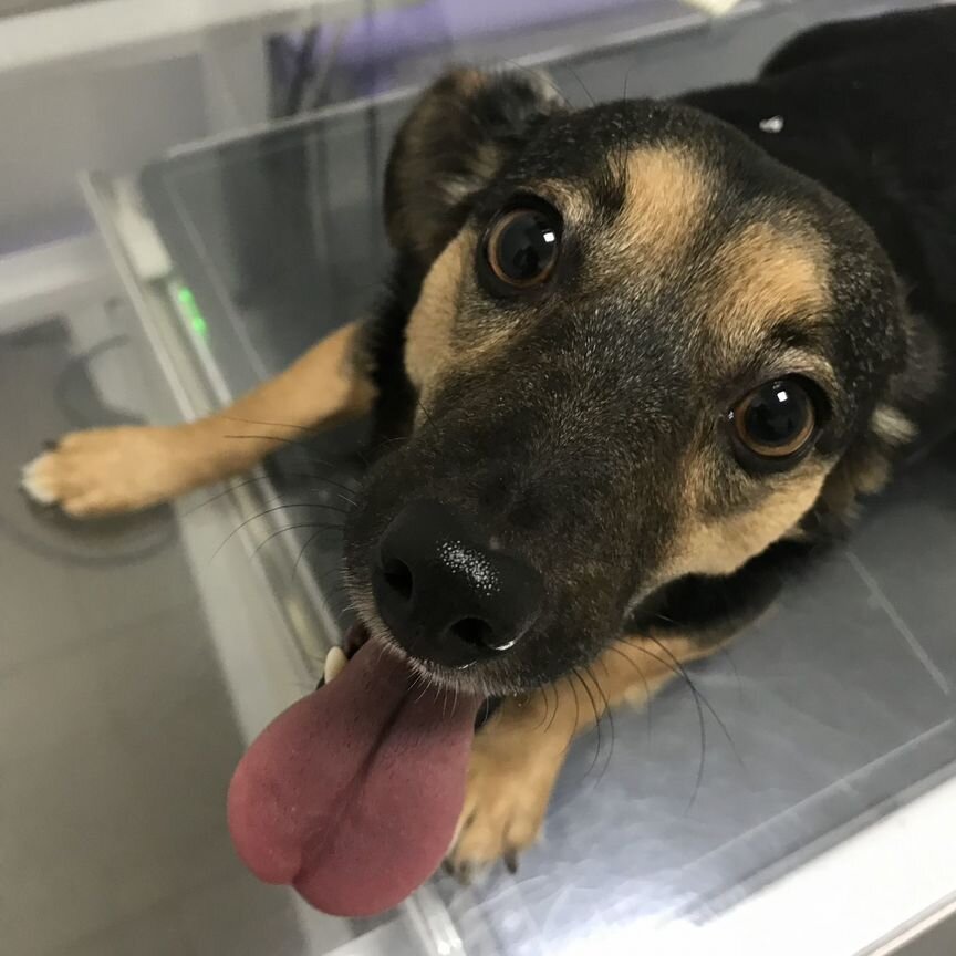 Отдам собаку в добрые руки