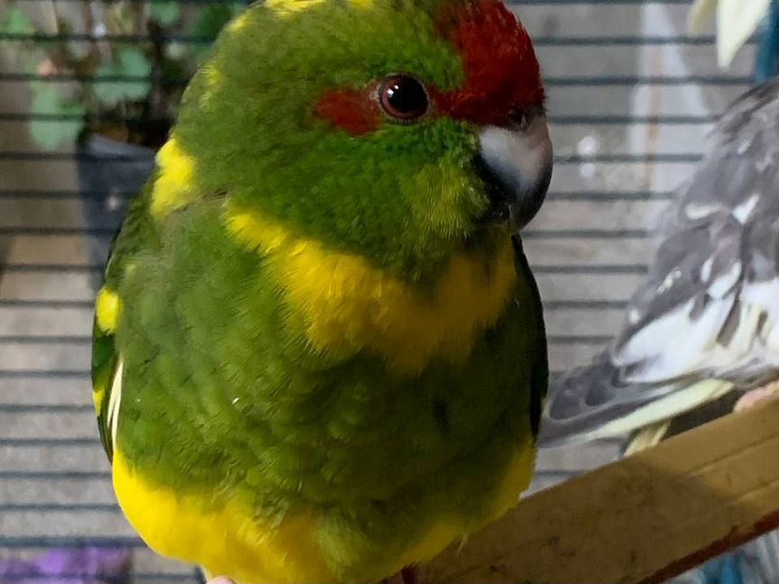 Попугаи какарики