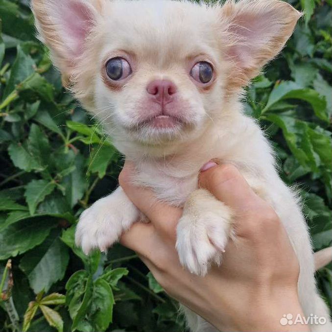 Милая девочка чихуахуа