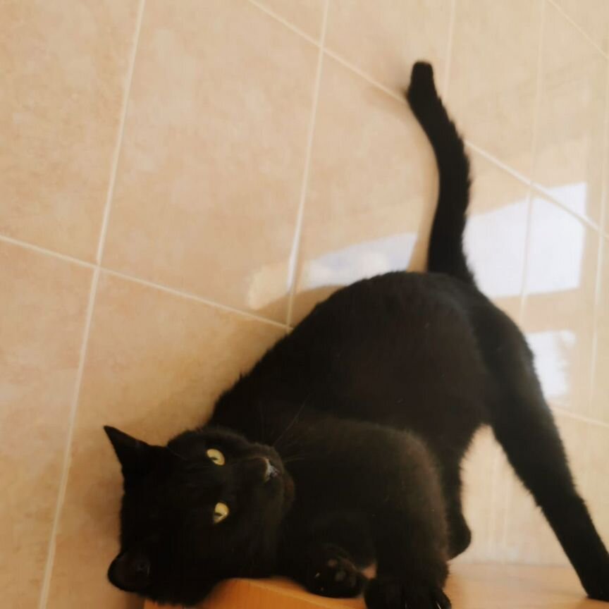 Кот бегемот