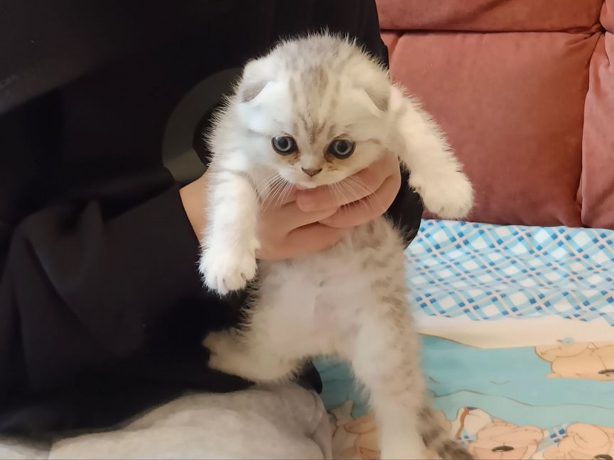 Вислоухие котята