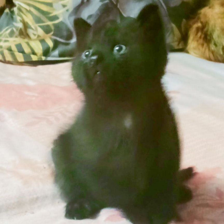Котик