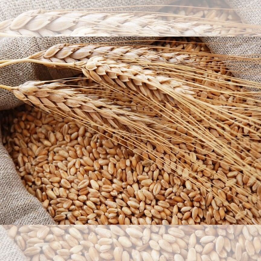 Продам зерно пшеница