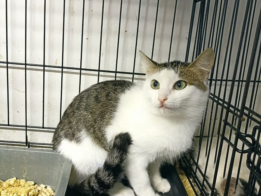 Котёнок Оливка 6 мес в добрые руки