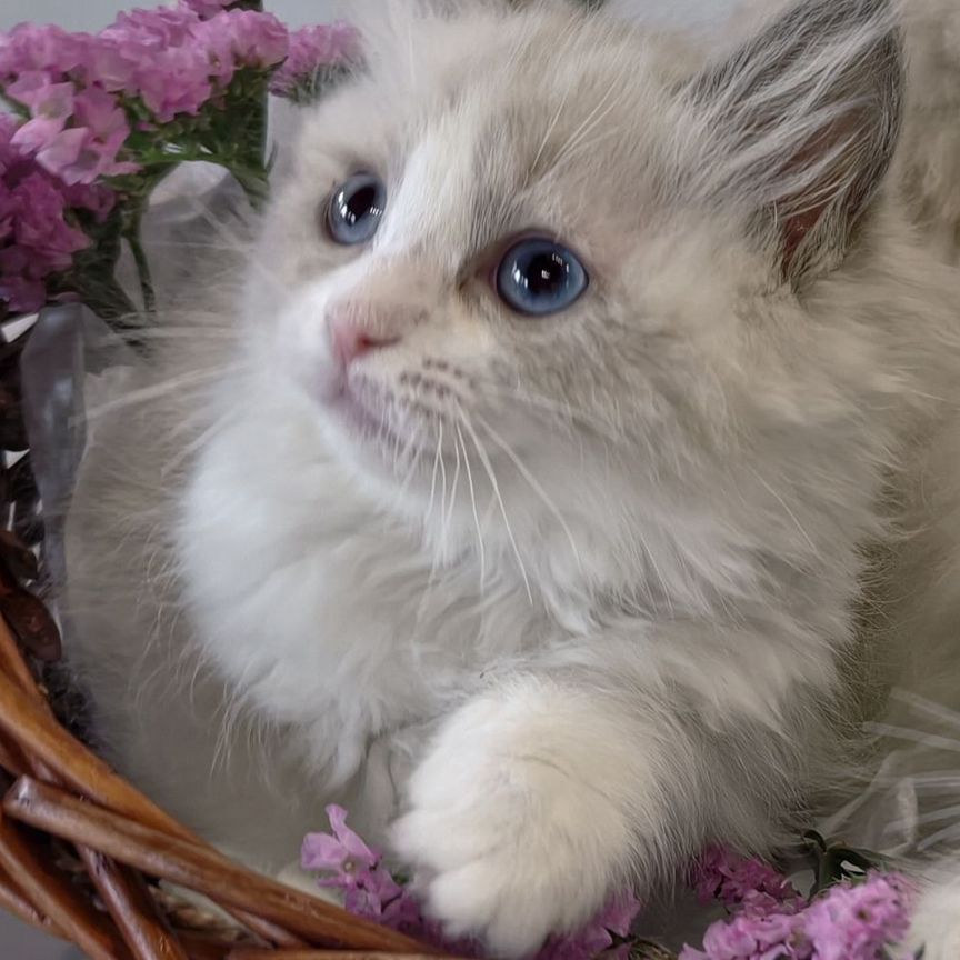 Рэгдолл котёнок
