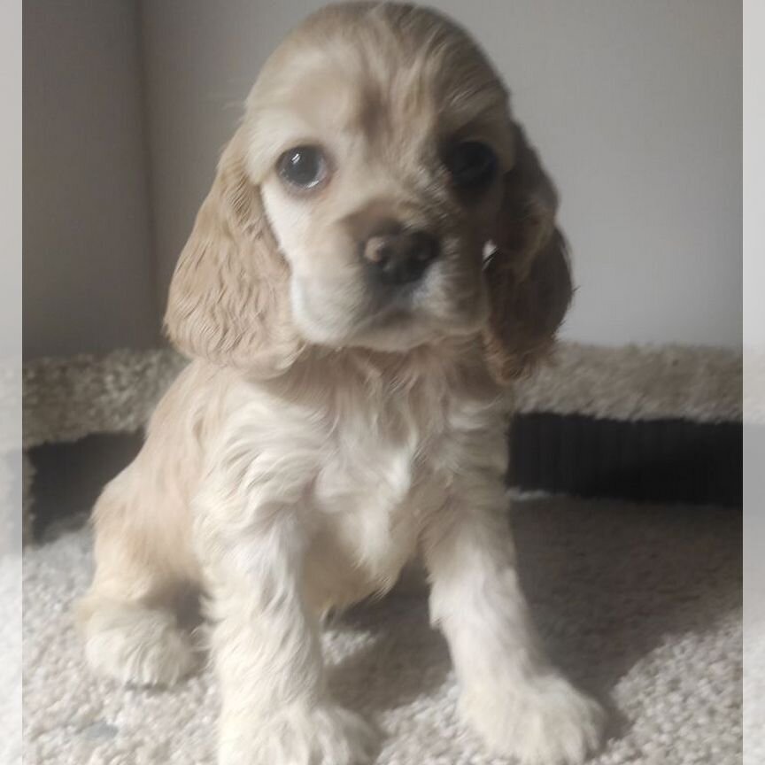 Американский кокер-спаниель, щенок