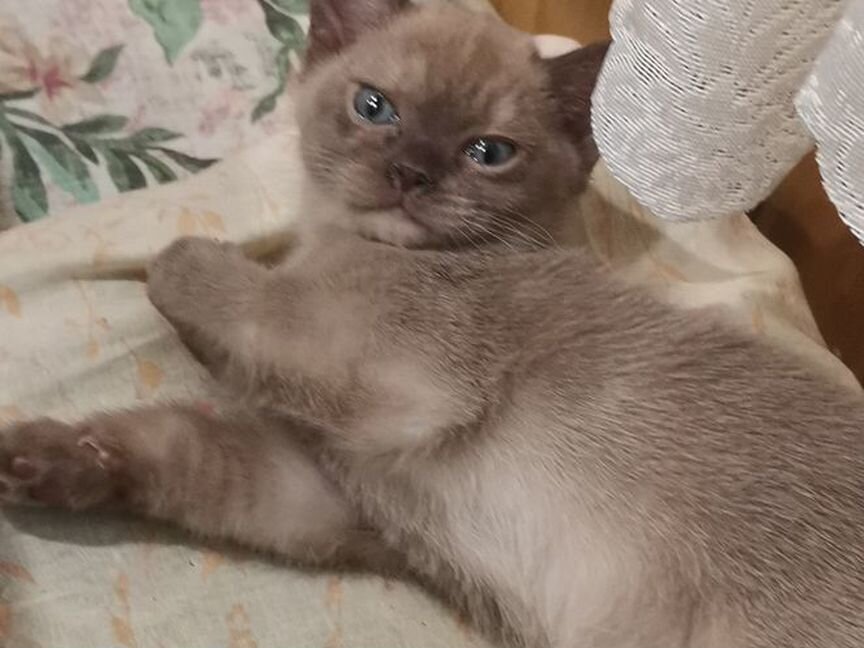 Бурманская Евро