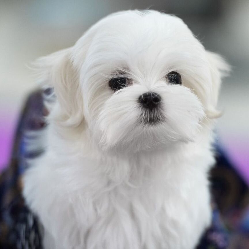 Щенок мальтезе мини (мальчик, Мальтийская болонка)