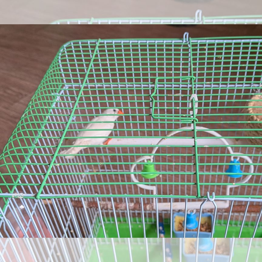 Зебровые амадины Миасс