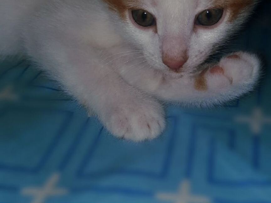 Миленький игривый котенок