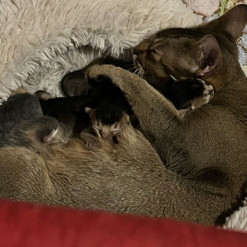 Абиссинский котёнок