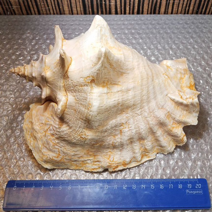 Морские ракушки раковины большие