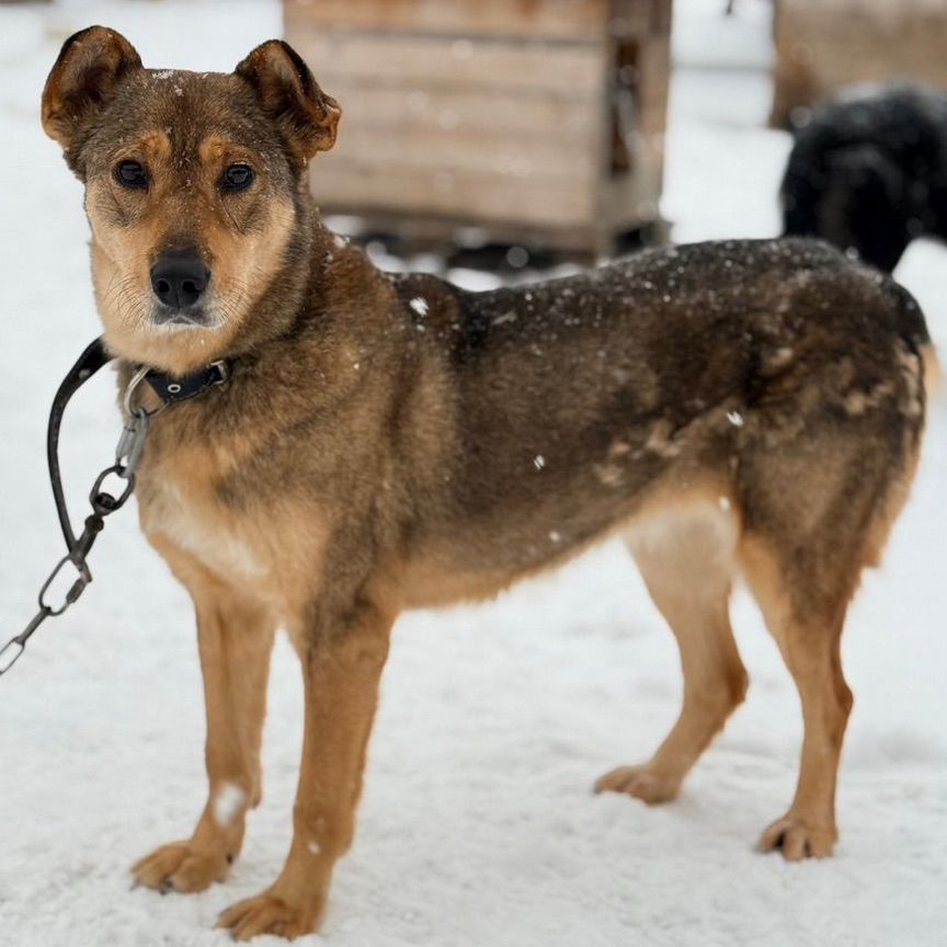 Взрослая собака в добрые руки
