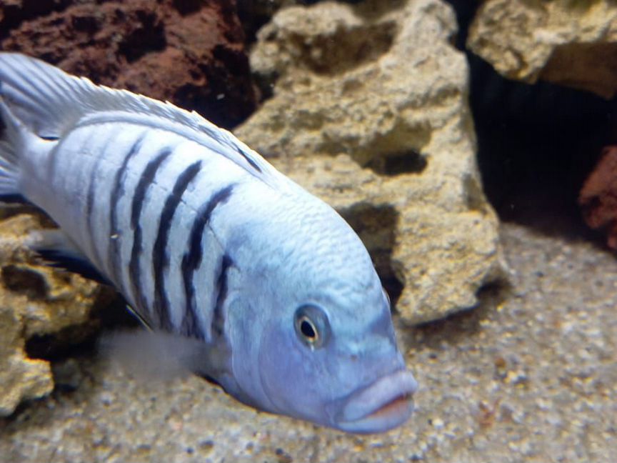 Малавийские цихлиды