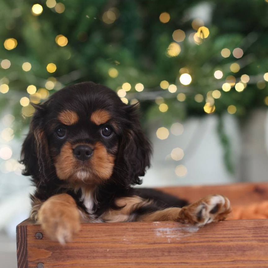 Кавалер кинг-чарльз-спаниель, щенок