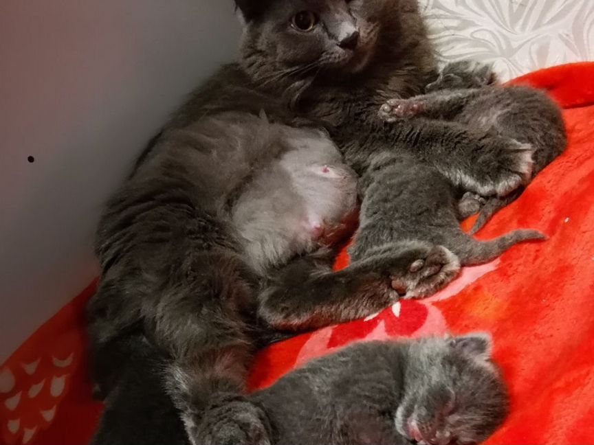 Котята Нибелунг