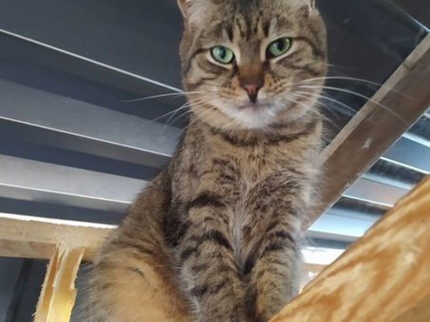 Брюс — король с изумрудными глазами