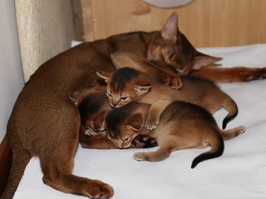 Абиссинская резерв