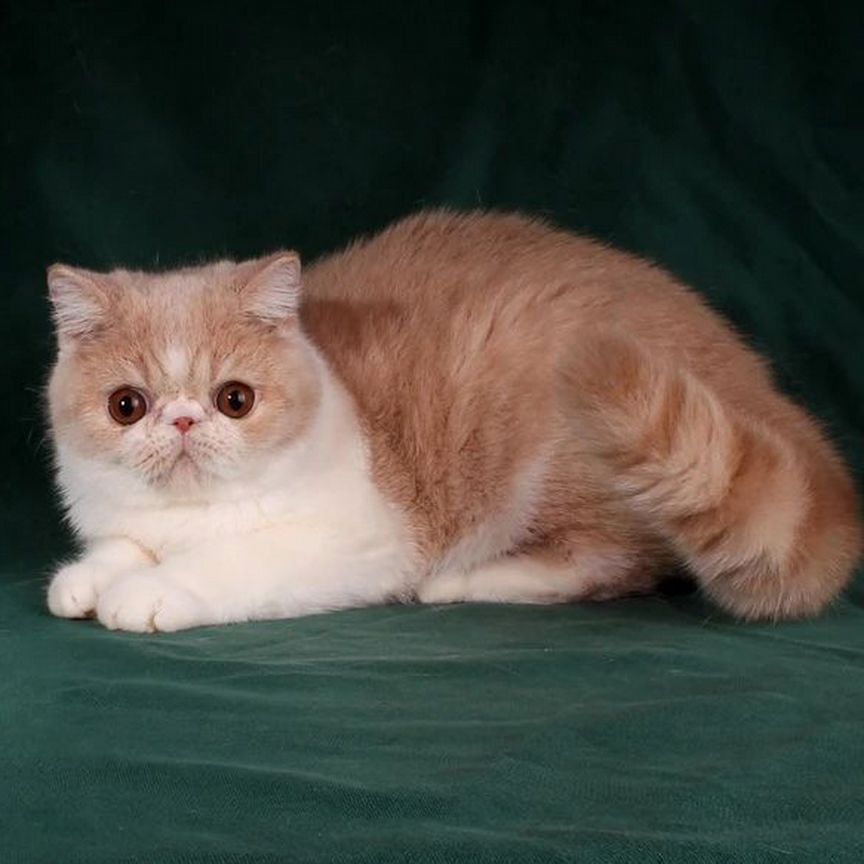 Экзотический короткошёрстный котёнок