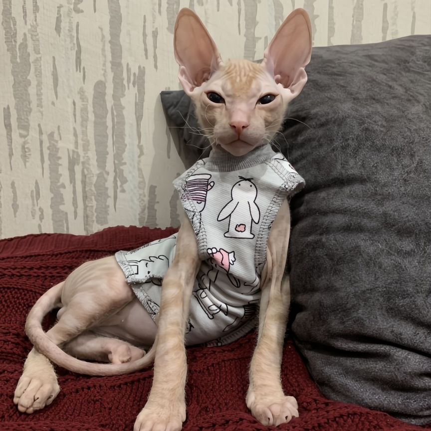 Донской сфинкс котёнок