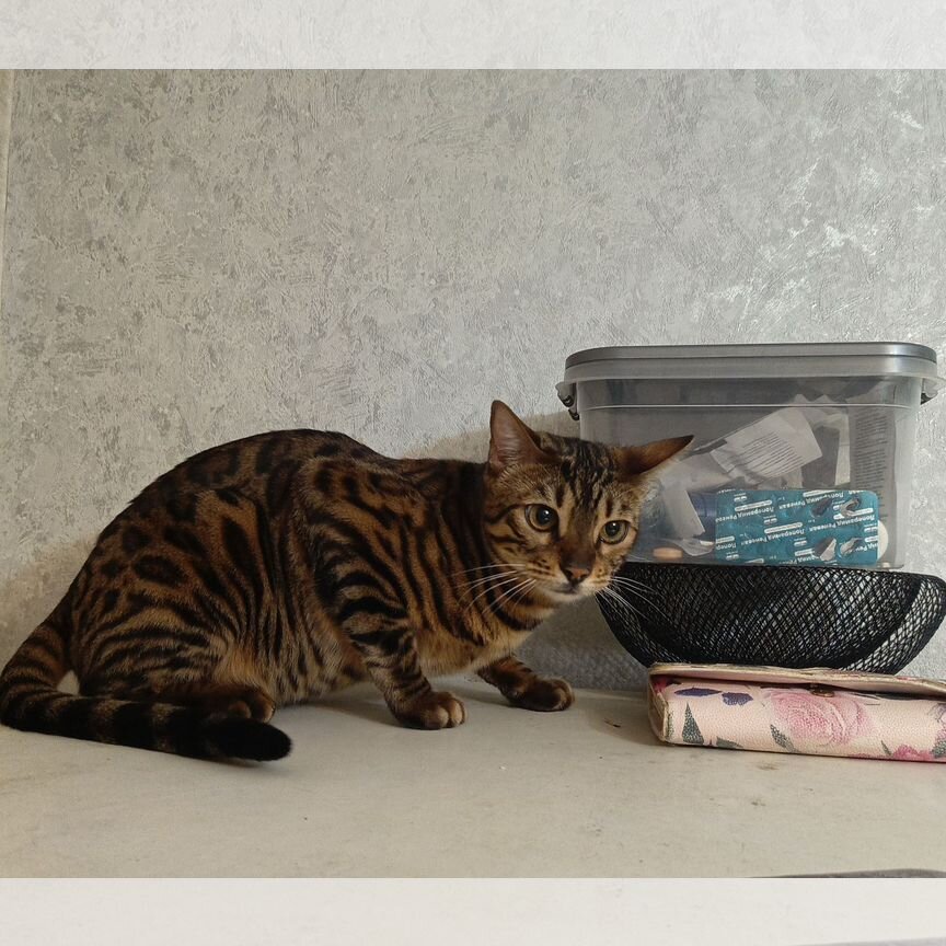Продам бенгальского кота