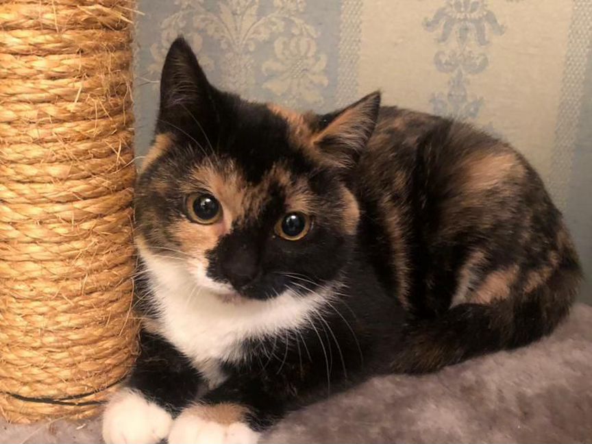 Кошка