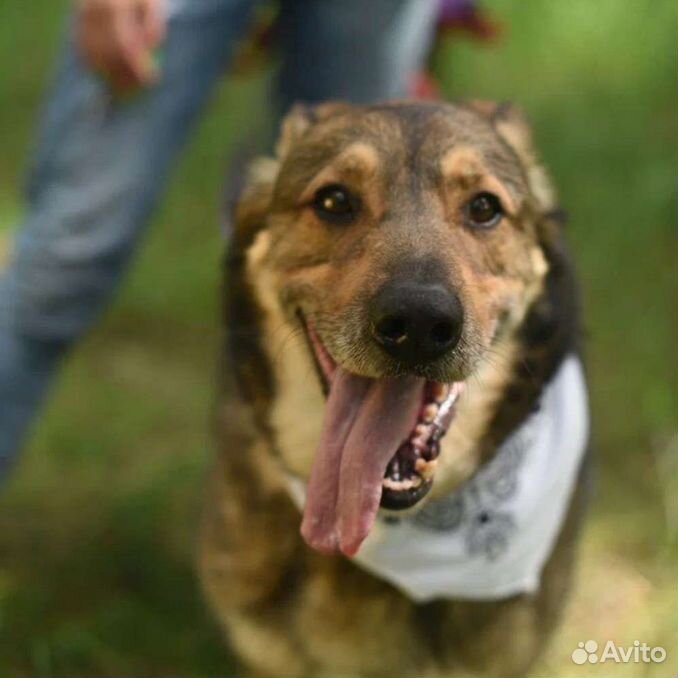 Пёсику с печальным жизненным опытом нужен дом