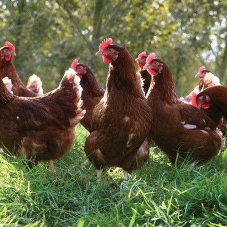 Куры несушки